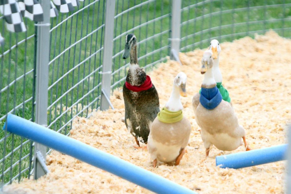 Pig, Duck and Goat Races | Dodge County Fairgrounds